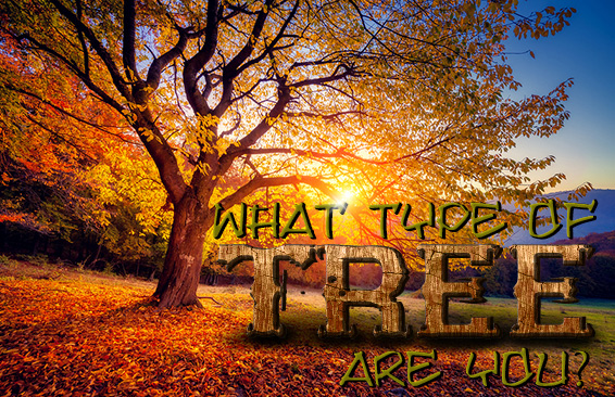 What Type Of Tree Are You? | BrainFall